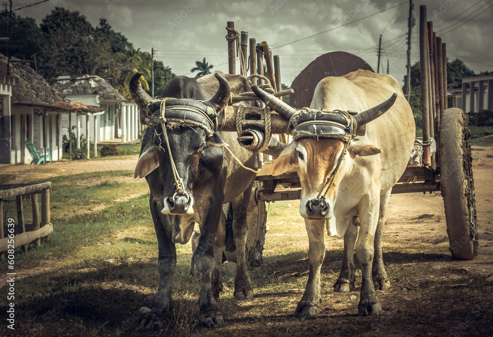 Bulls pulling cart in the Cuban countryside Stock Photo | Adobe Stock