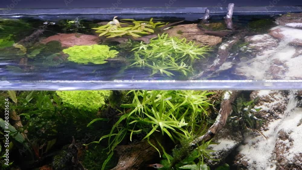 split view of lava stone and sand waterfall aquascape, healthy aquatic ...