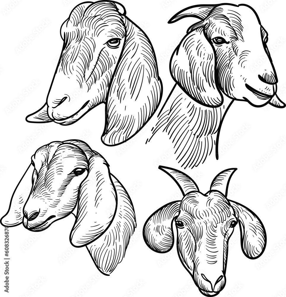 Vintage hand drawn sketch bakra eid goat heads Stock Vector | Adobe Stock