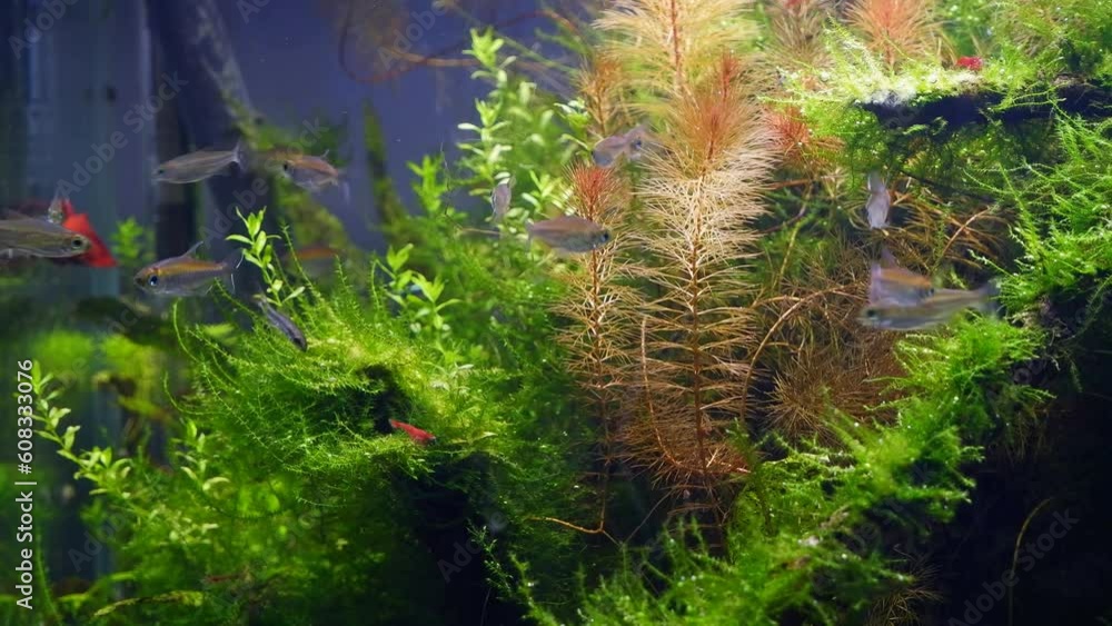 blurred pet Congo tetra fish natural behaviour, ryoboku aquascape ...