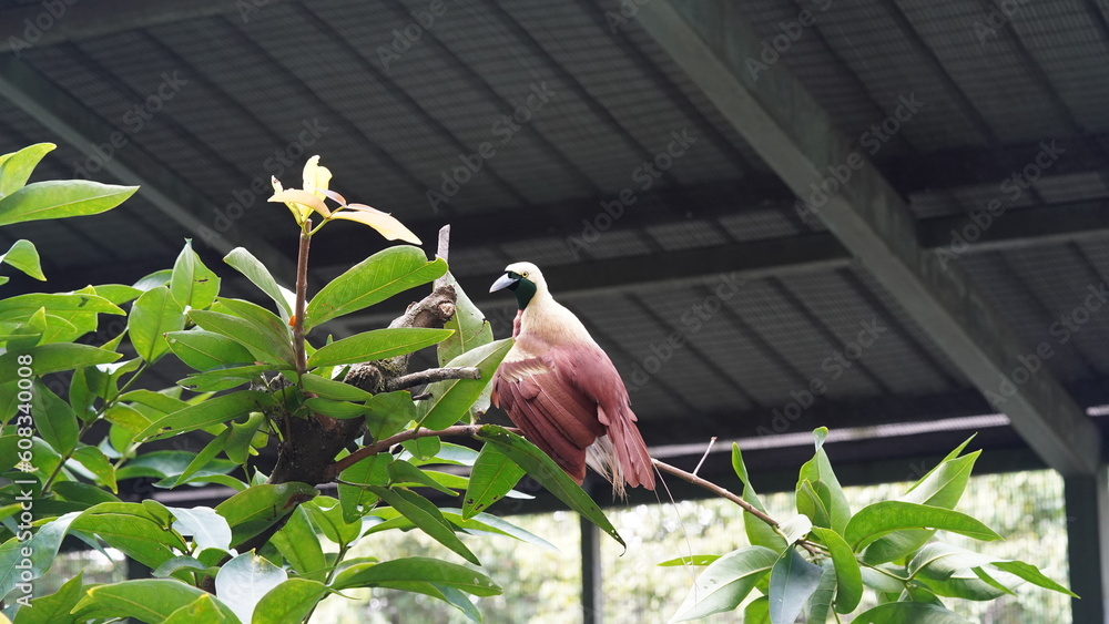 The Lesser Bird-of-paradise (Paradisaea minor) is a bird species native ...