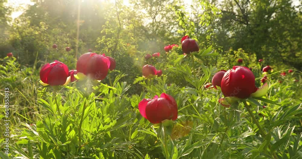 Wild peony (Paeonia peregrina romanica) in a grass field nearby the ...