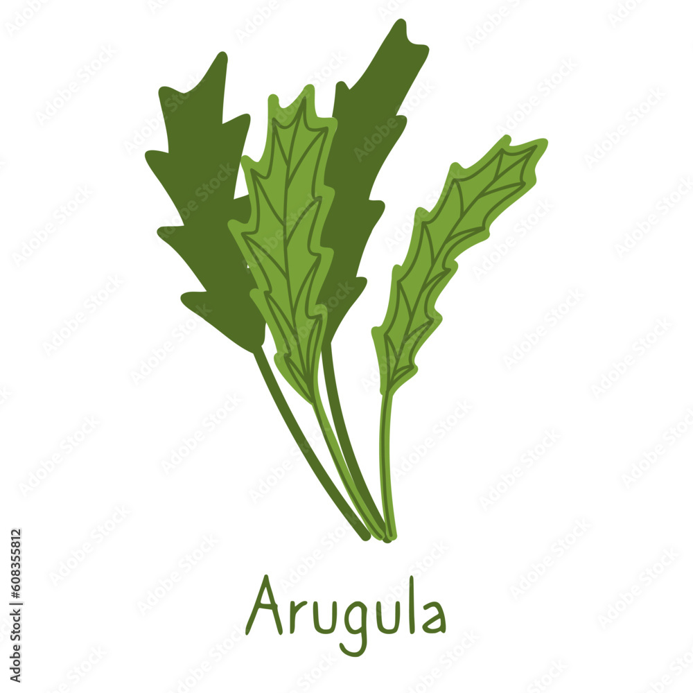 Arugula isolated hand drawn illustration on a white background. Simple ...
