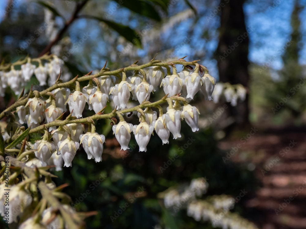Mountain fetterbush or mountain andromeda (pieris floribunda) with ...