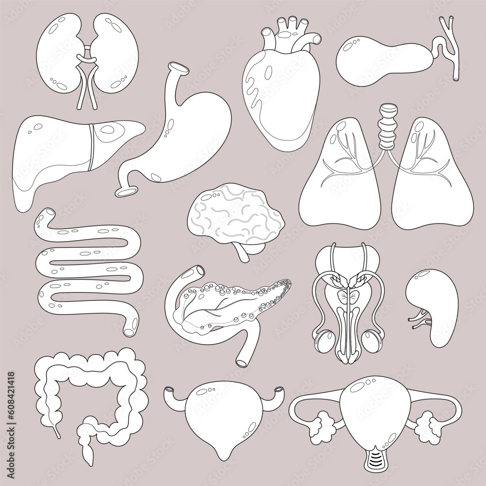 Collection Human internal organs. vector illustration. Anatomy concept ...