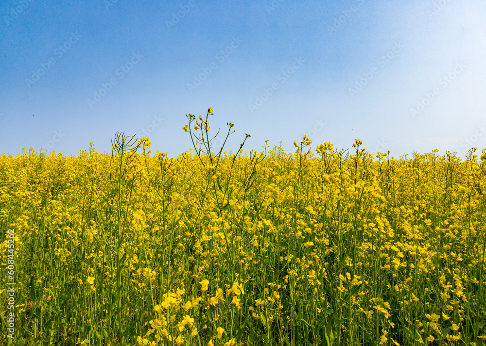 Yellow agricultural agro field of rapeseed plant culture. Yellow-blue ...