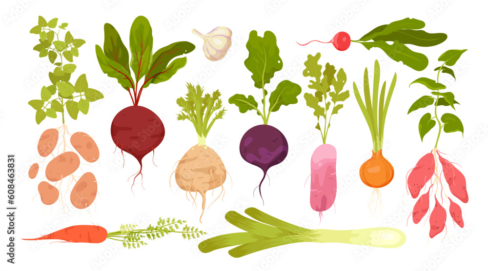 Root vegetables set vector illustration. Cartoon isolated vitamin ...