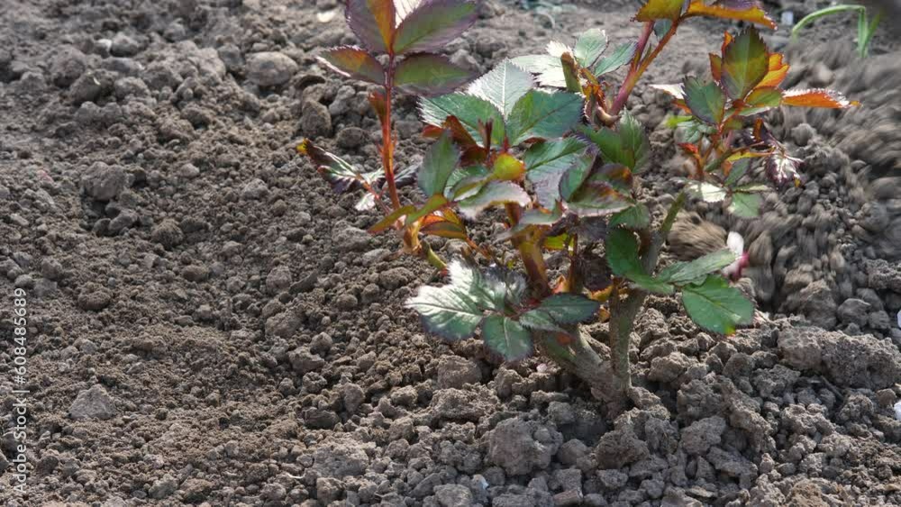 Versatile agricultural and horticultural hand tool used to shape soil ...