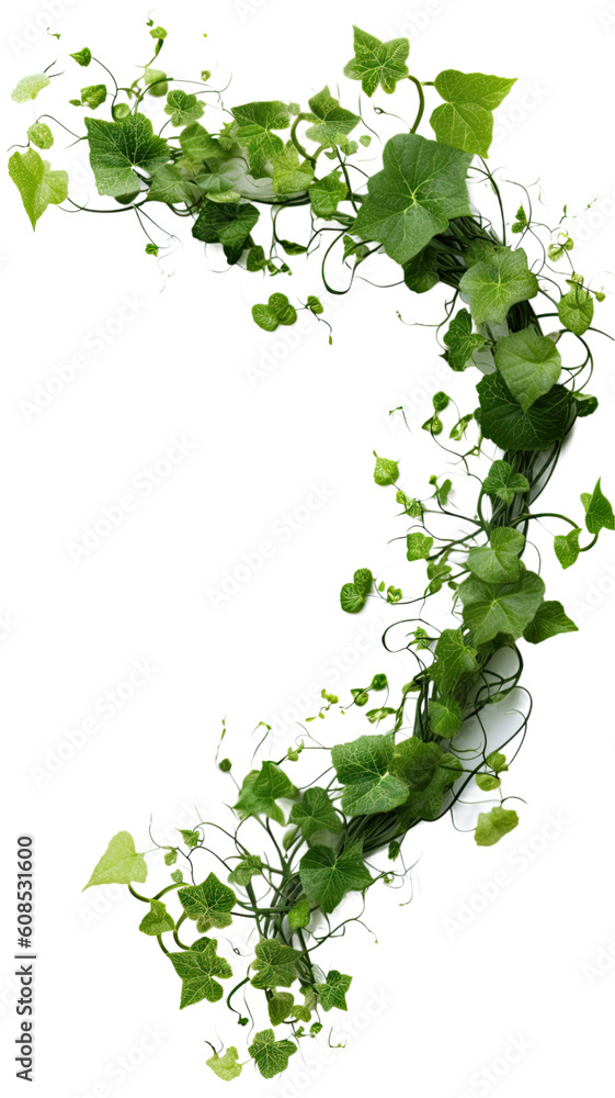 spiraling vine tendrils as a frame border, isolated with negative space ...