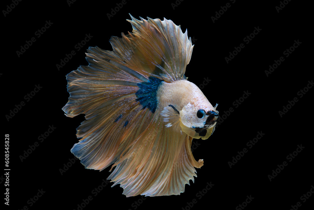 Soft white betta fish yellow tail on black background, Fighting fish ...