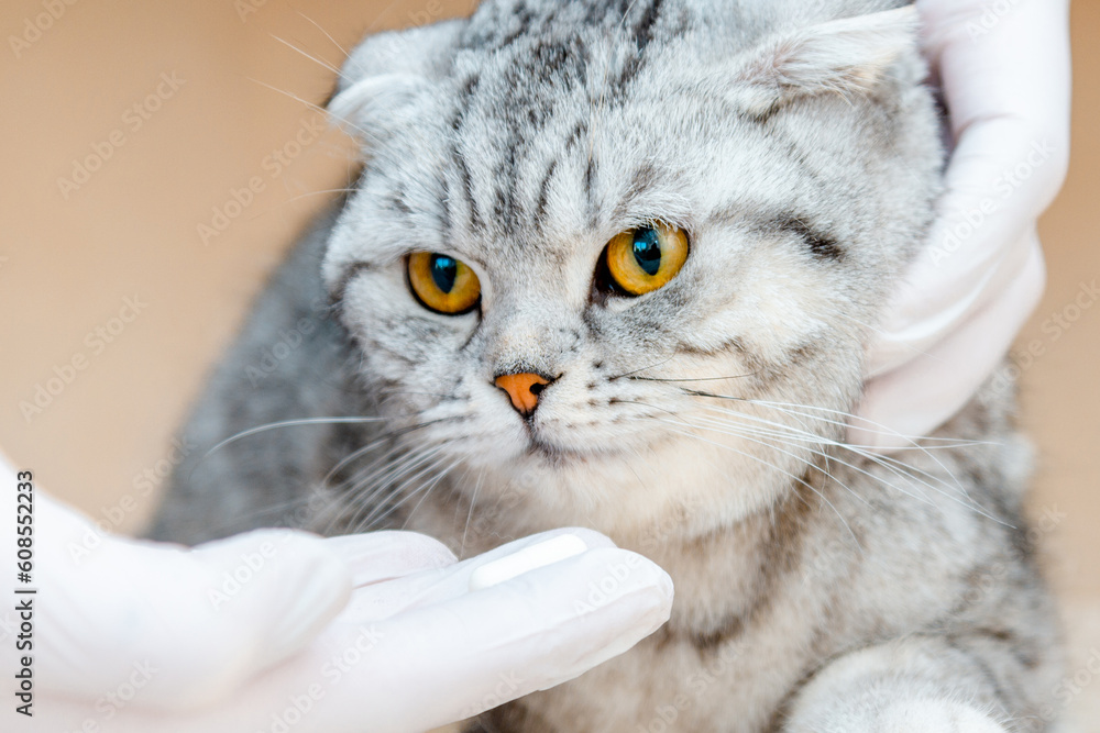Vet gives medication for animal.a white tablet is given to a cat gray ...