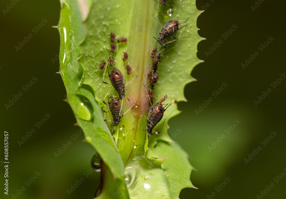 close-up of aphid bugs on a plant with one aphid giving birth Stock ...
