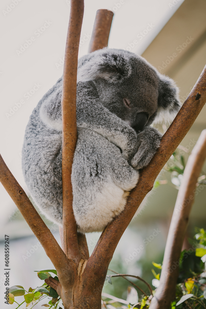 Koala Sleeping In Tree