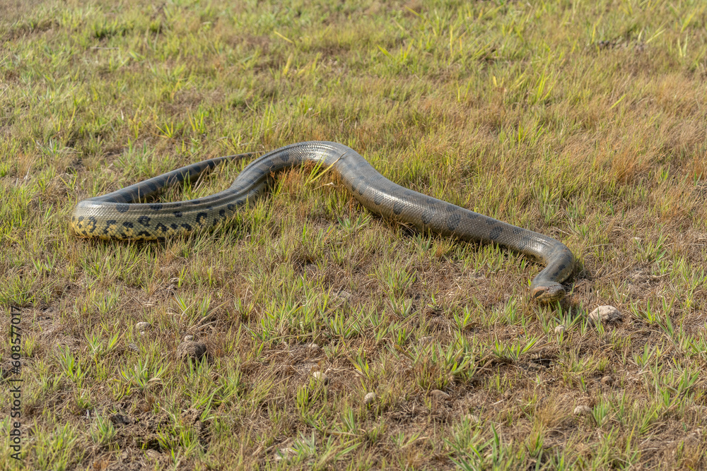 six-meter Anaconda large (Eunectes murinus) South America Venezuela ...