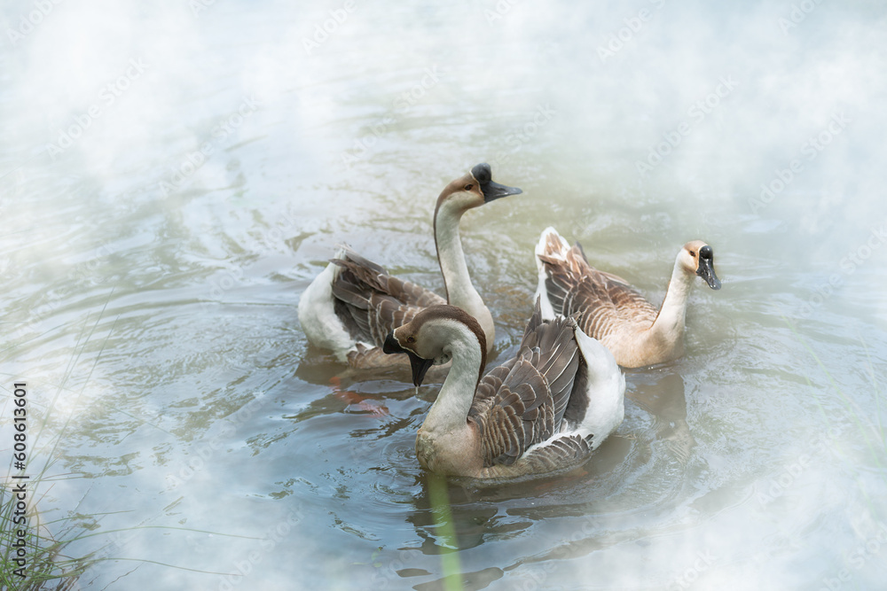 Chinese Water Birds