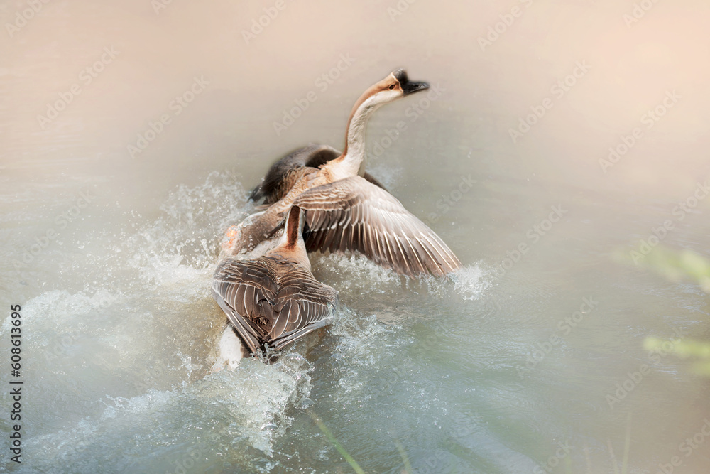 One goose nibbles another goose in splash water. Two brown Chinese ...