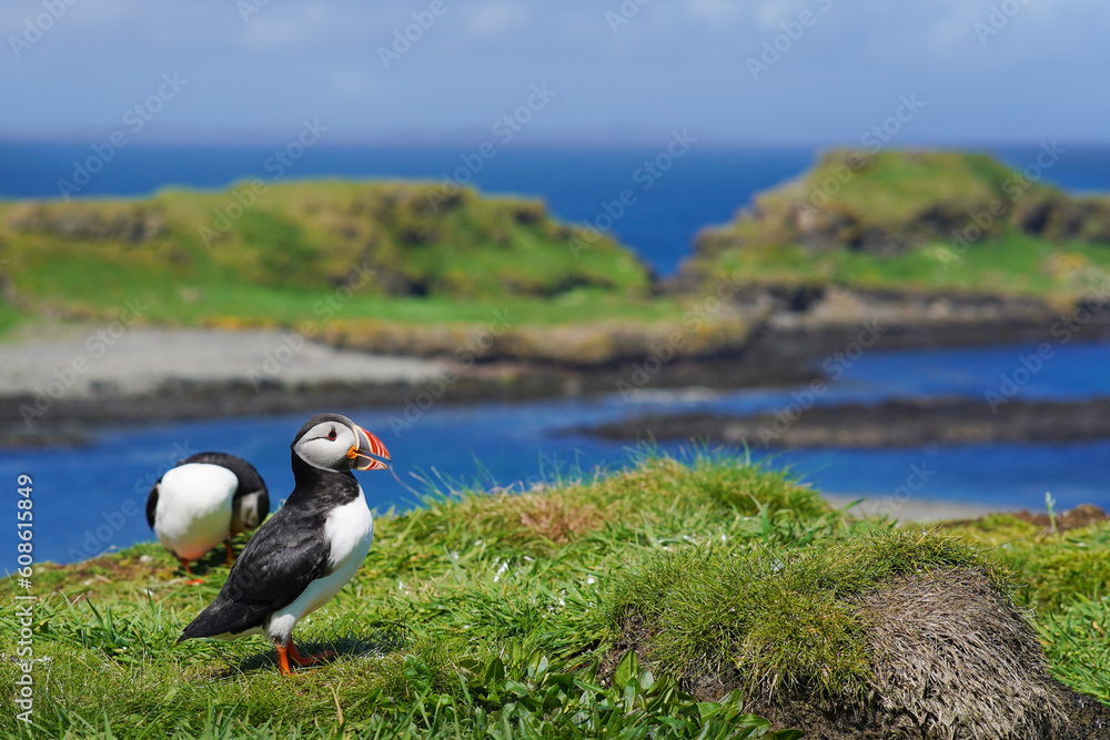 Atlantic puffin on the isle of Lunga in Scotland. The puffins breed on ...