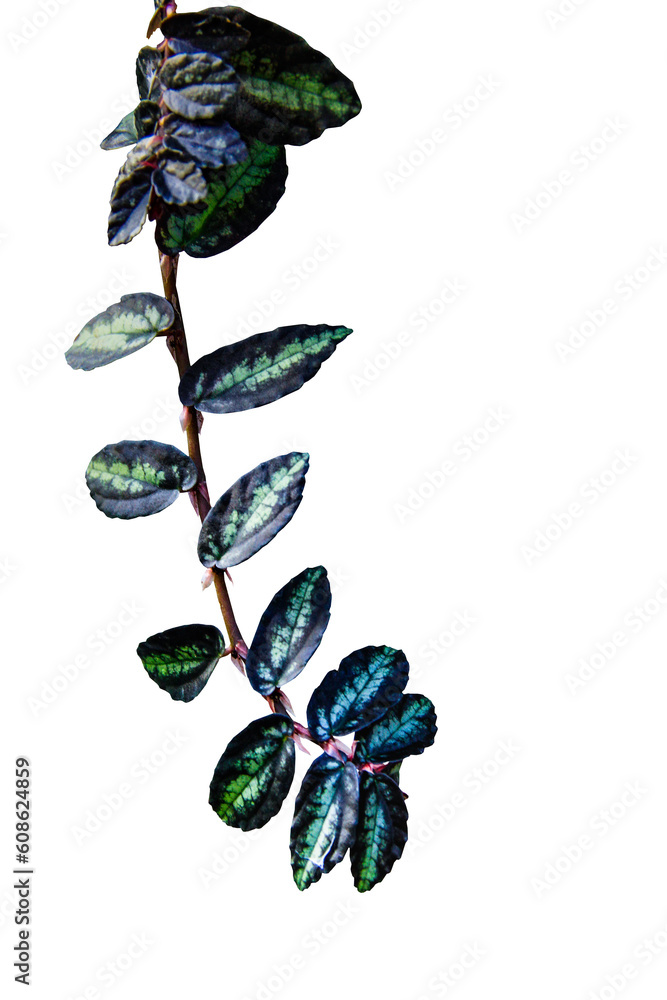 Pellionia repens (wavy watermelon begonia) ivy green foliage decorative ...