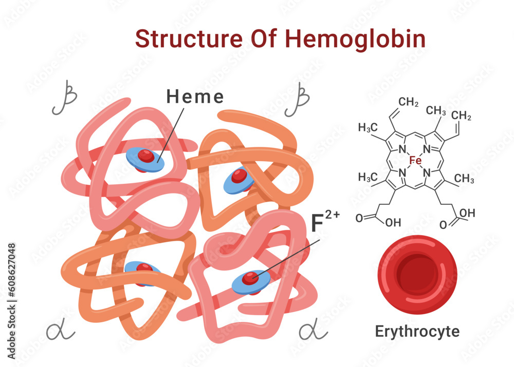 Hemoglobin molecule structure medical education scheme with names ...