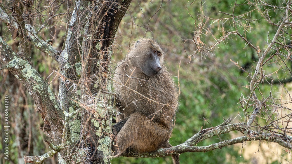 Side profile of a furry baboo, papio sitting on a leafless tree in its ...