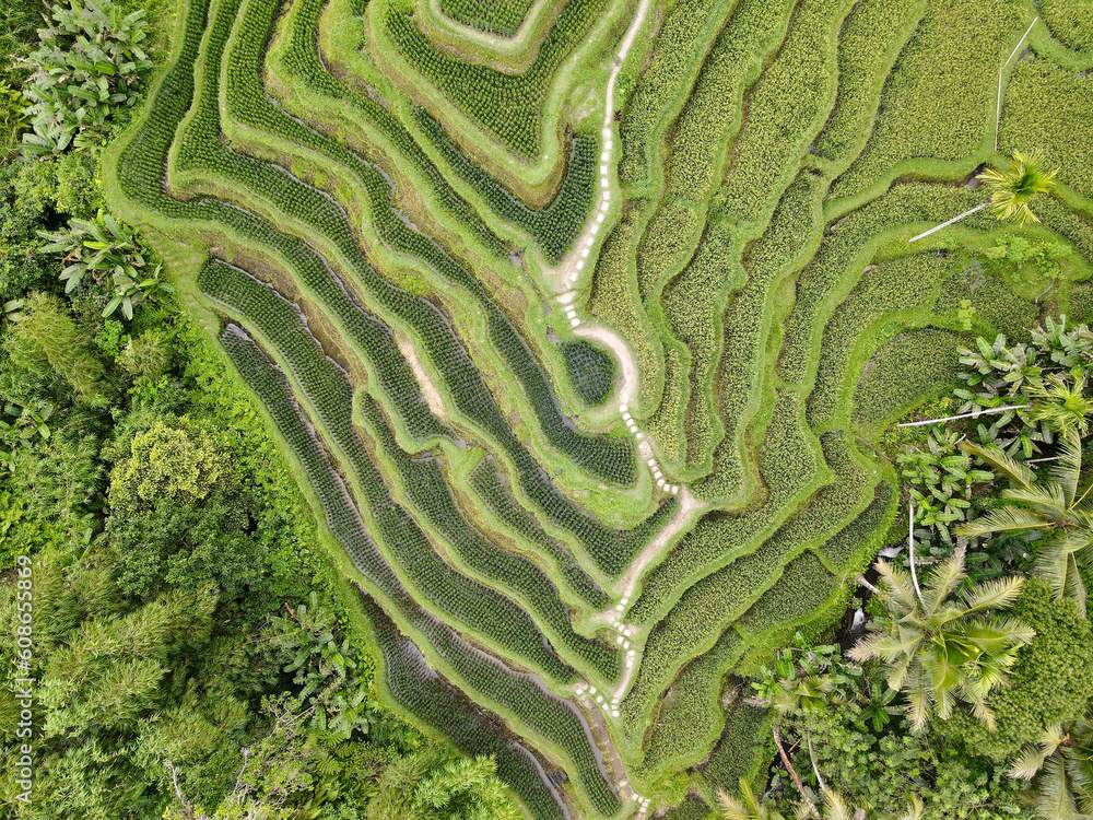 Experience the serene allure of Ubud, Bali from above as a drone ...