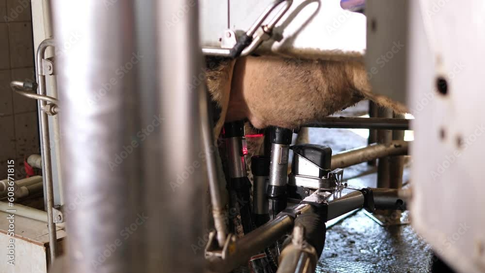 Vidéo Stock Close-up of a mechanized installation for milking cows on ...