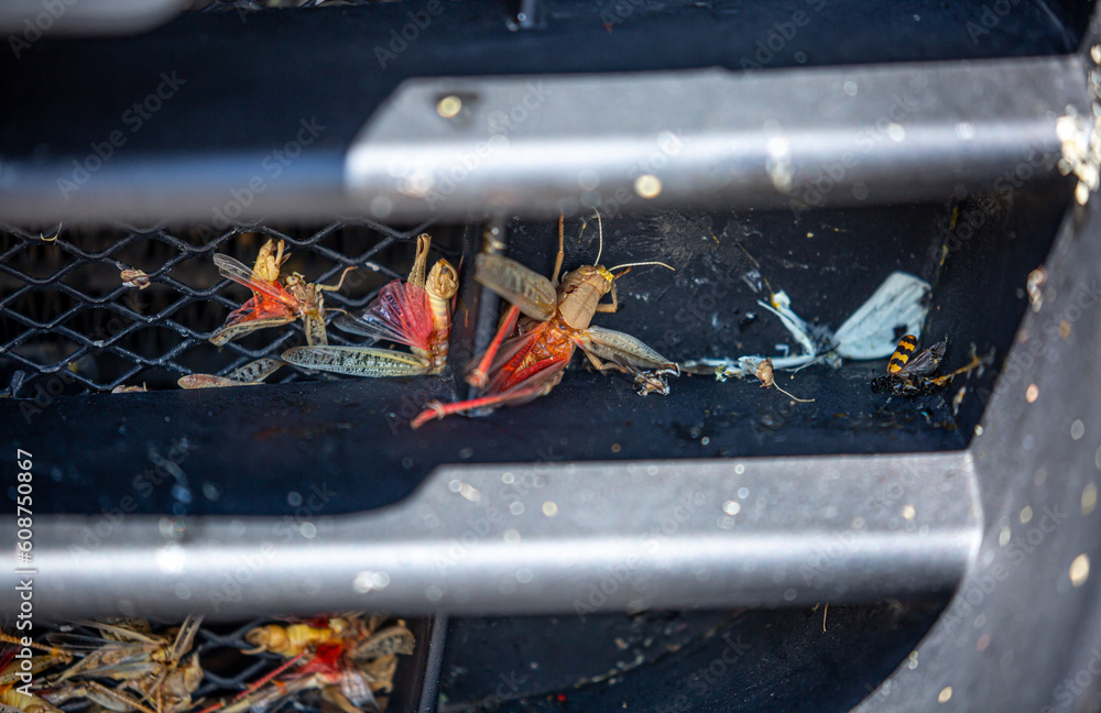 Insects on the bumper of the car. Locust plague. Dirty bumper and hood ...