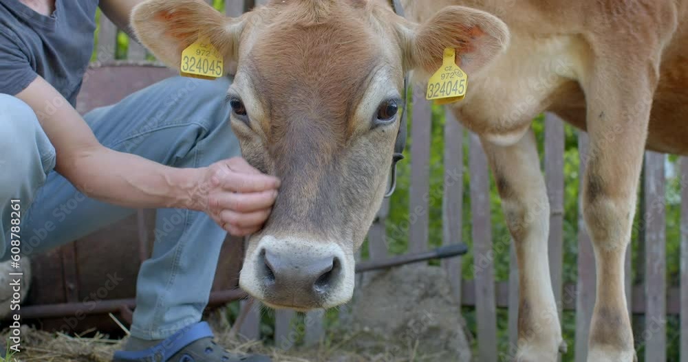 Physical contact between a man and a cow in a village. He raises the ...