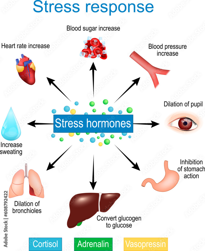 Stress response. Fight-or-flight response. stress hormones. Stock ...