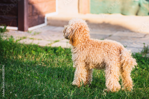 Toy Poodle Full Grown