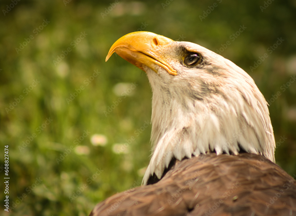 Águila calva posada, mirando al cielo con determinación. Majestuosidad ...