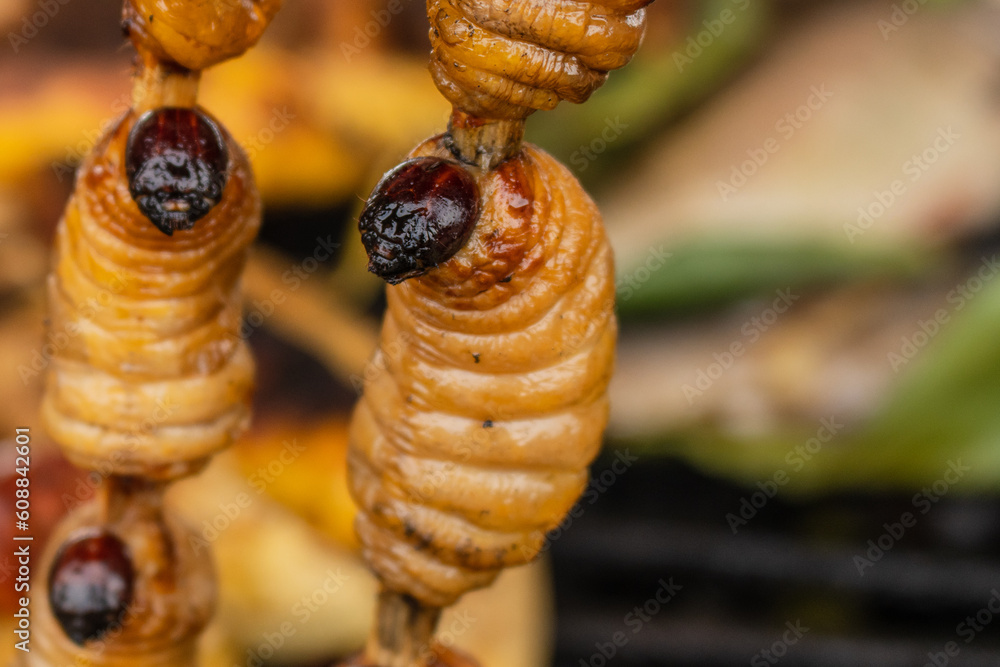 The larva of Rhynchophorus palmarum better known as Suri in the Amazon ...