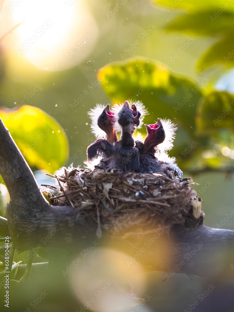 Baby birds in nest feeding by Sardinian warbler mother (Sylvia ...