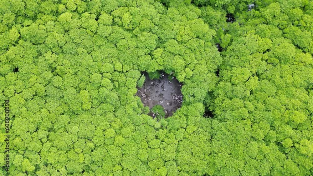 Okinawa, Japan: Overhead drone footage of a mangrove forest on the ...