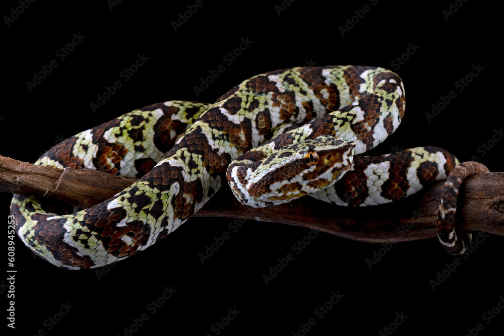 Foto de Tropidolaemus laticinctus closeup on branch, Viper snake ...