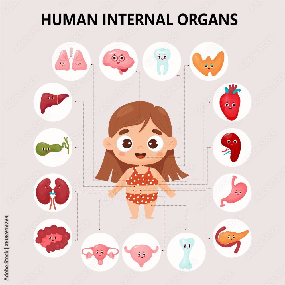 Kids cartoon anatomy human body. Cute girl and visual scheme internal ...