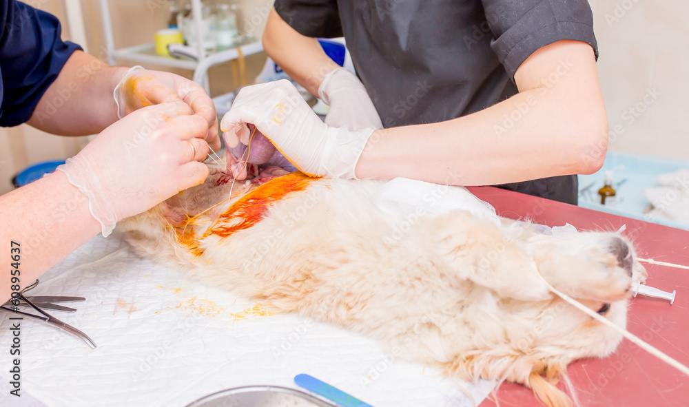 Veterinary clinic, a surgeon doctor performs an operation to remove ...
