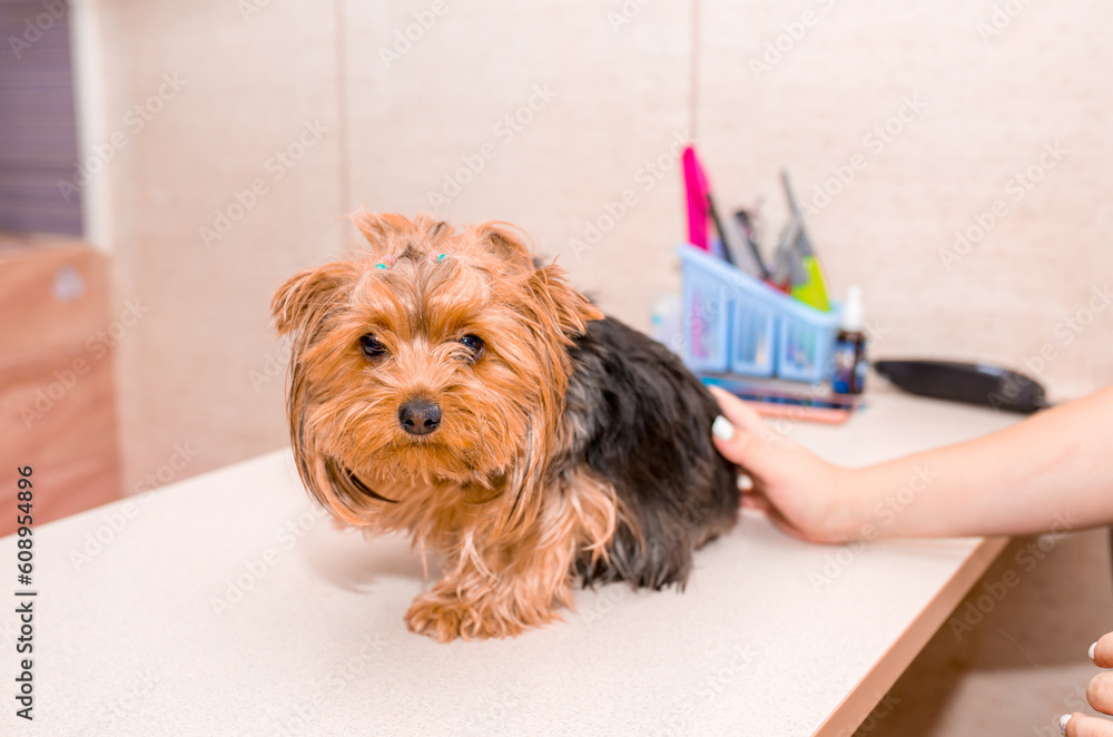 Grooming animals, haircut, drying and styling dogs, combing wool ...