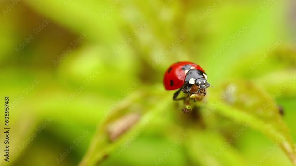 macro video of a ladybug on a leaf with aphids and ants. the ladybug ...