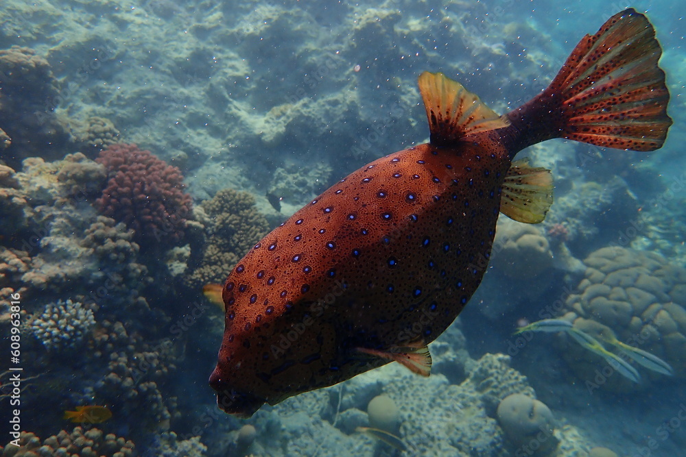 Cube trunkfish or yellow boxfish (Ostracion cubicum) undersea, Red Sea ...