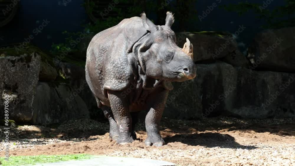 Vidéo Stock The Indian Rhinoceros, Rhinoceros unicornis is also called ...