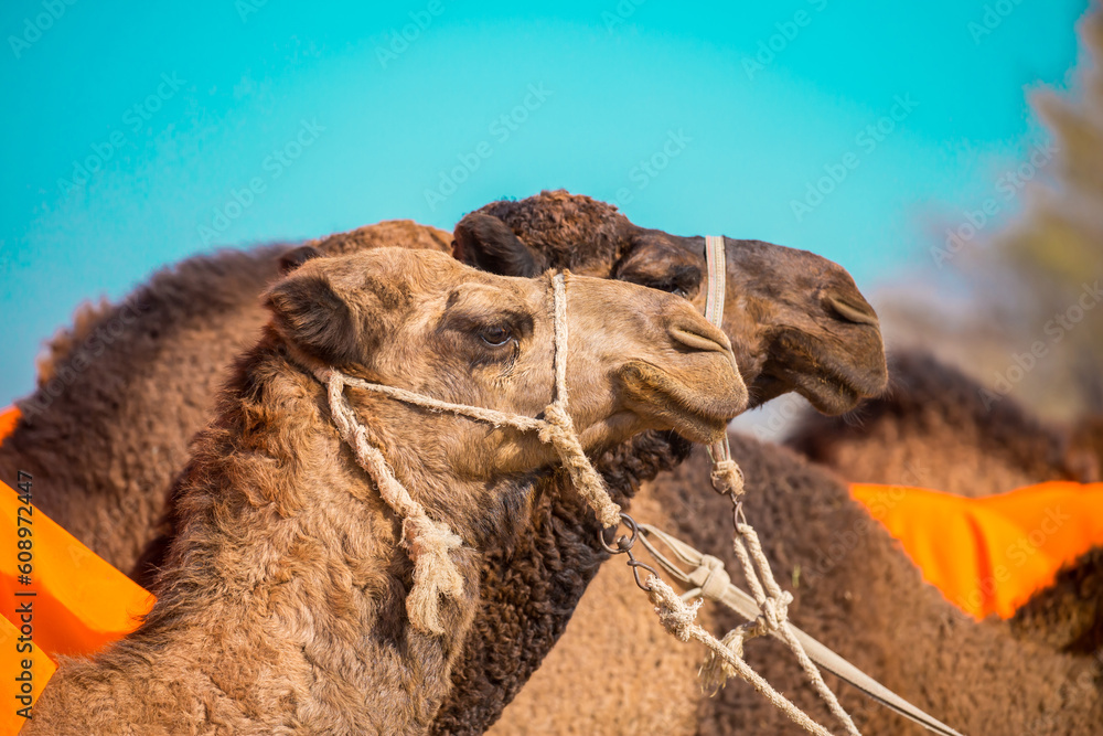 Bactrian camels in the desert. Camels harnessed to riding reins. Camel ...
