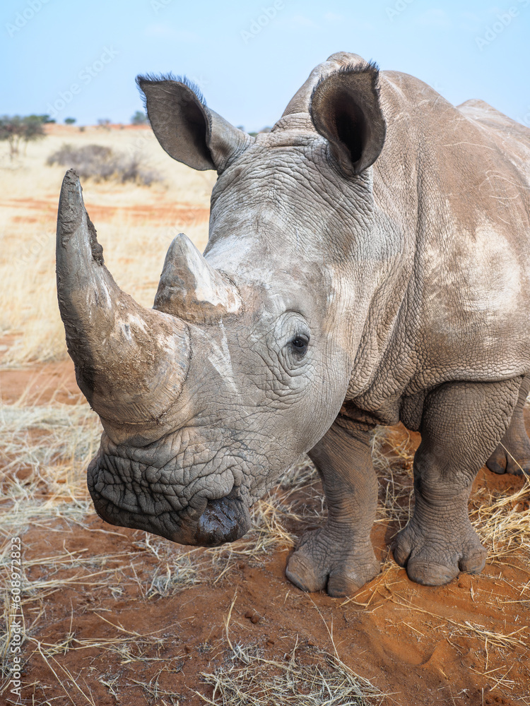 Rhino looking to camera, close-up portrait, horns, muzzle and head of ...
