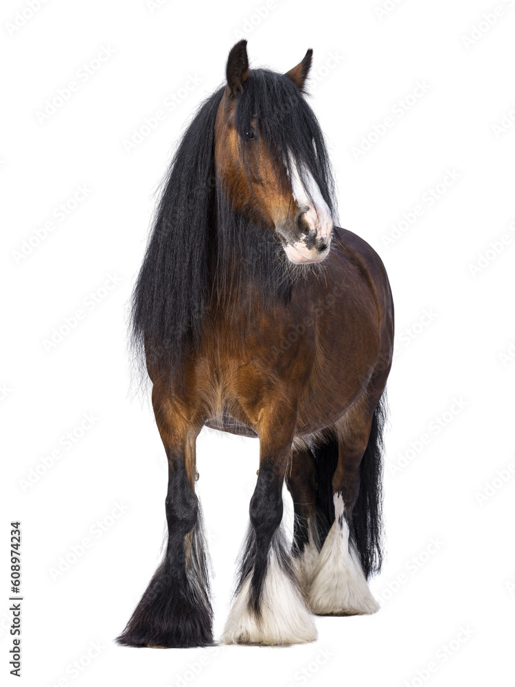 Brown Tinker aka Gypsy Cob horse standing facing front. Head slightly ...