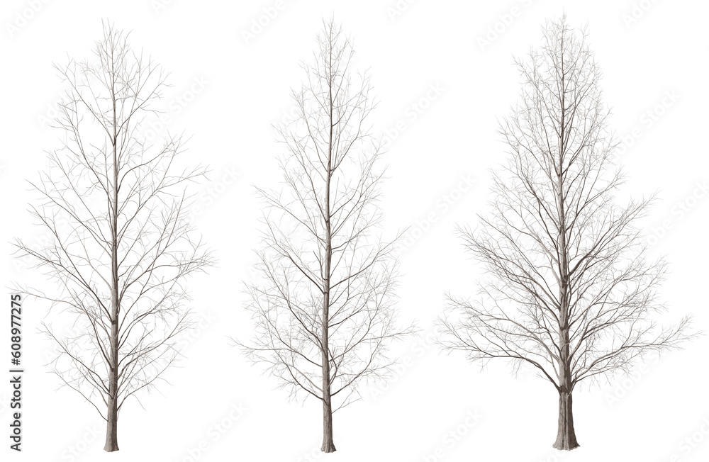 Dead pine trees wood shapes isolated on transparent backgrounds 3d ...