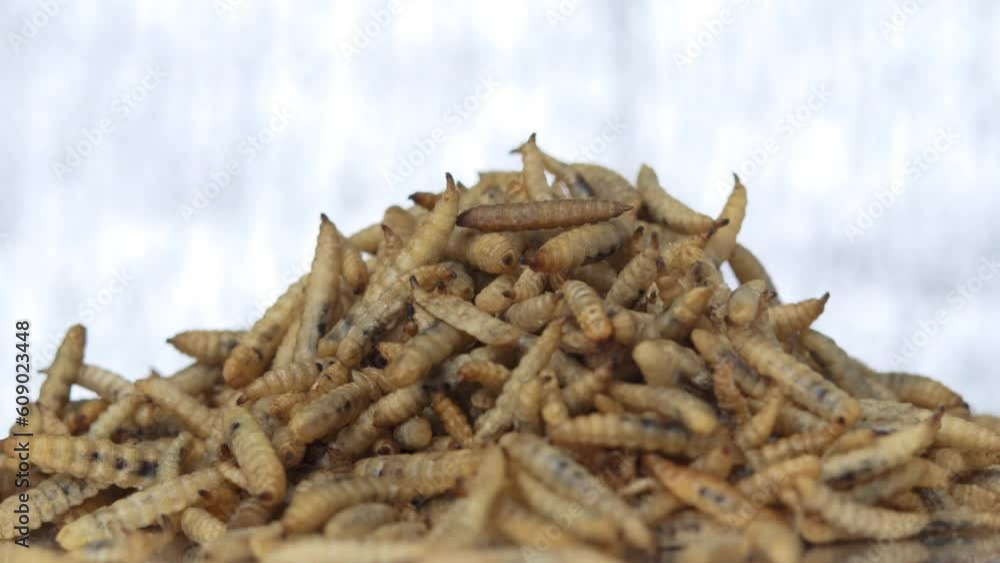 Rotation of maggot black soldier fly larvae pile dry from BSF larvae ...