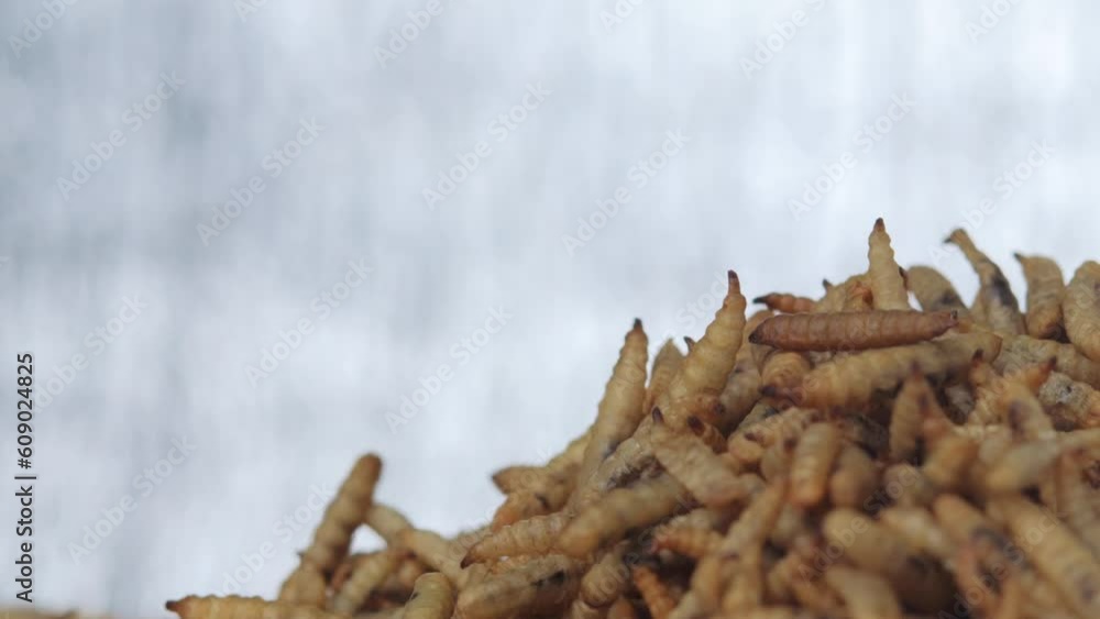 Rotation of maggot black soldier fly larvae pile dry from BSF larvae ...