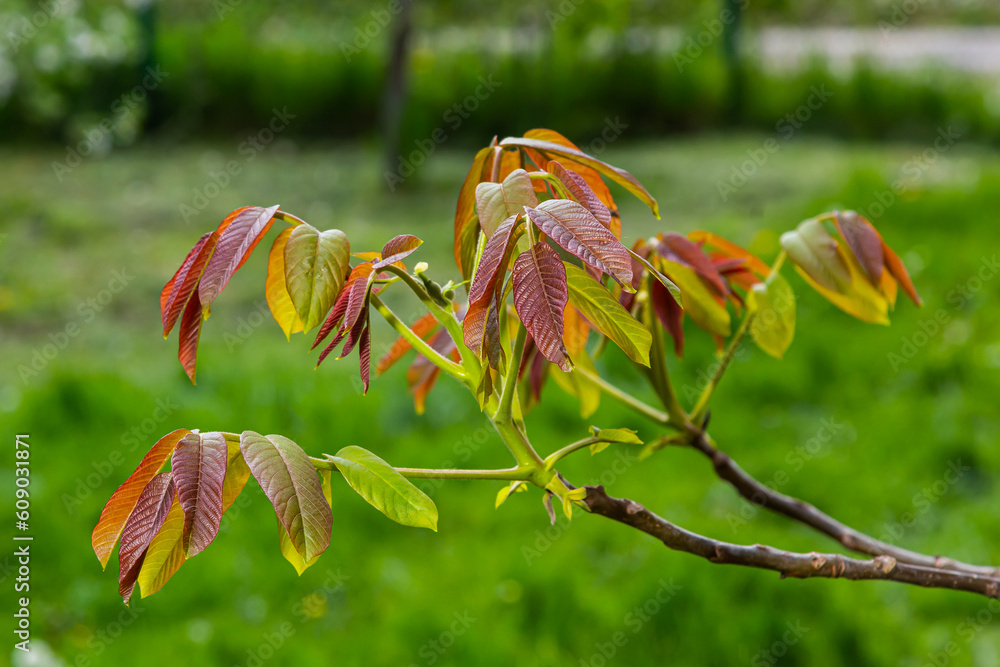 Walnut twig in spring, Walnut tree leaves and catkins close up. Walnut ...
