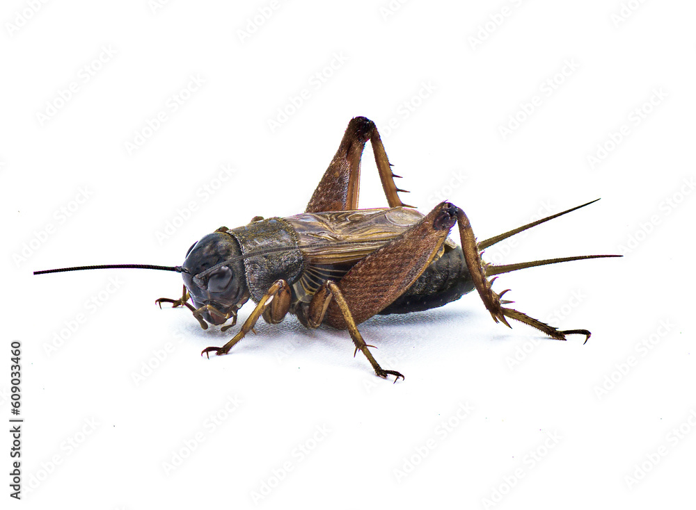 Male common field cricket - Gryllus species - dark robust black and ...