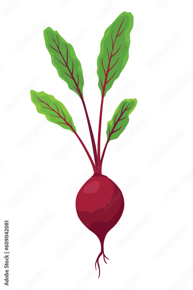 Beet vegetables growing. Plant showing root structure. Farm product for ...